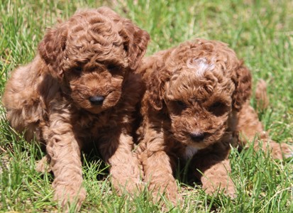 Miniature Poodle Puppies