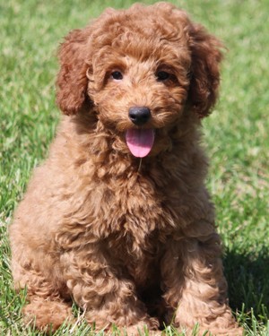 Miniature Poodle Puppies